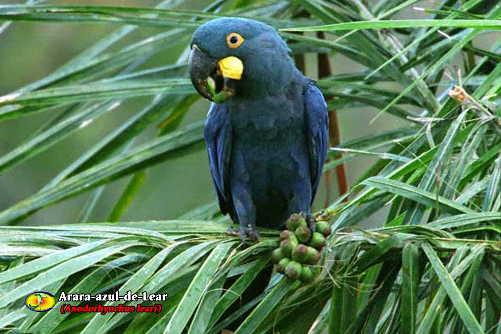 Zoologia: Arara-azul-de-Lear (Anodorhynchus leari)